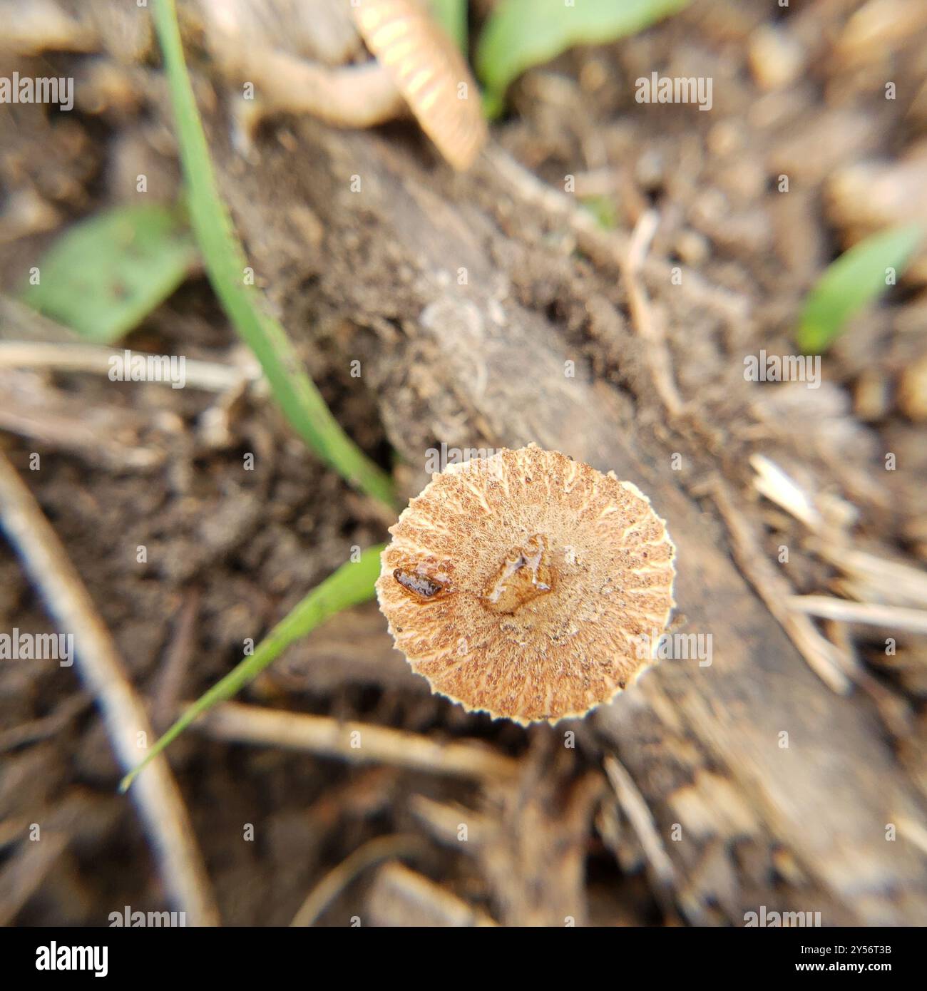 Sulcate Sunhead (Heliocybe sulcata) Fungi Stock Photo - Alamy