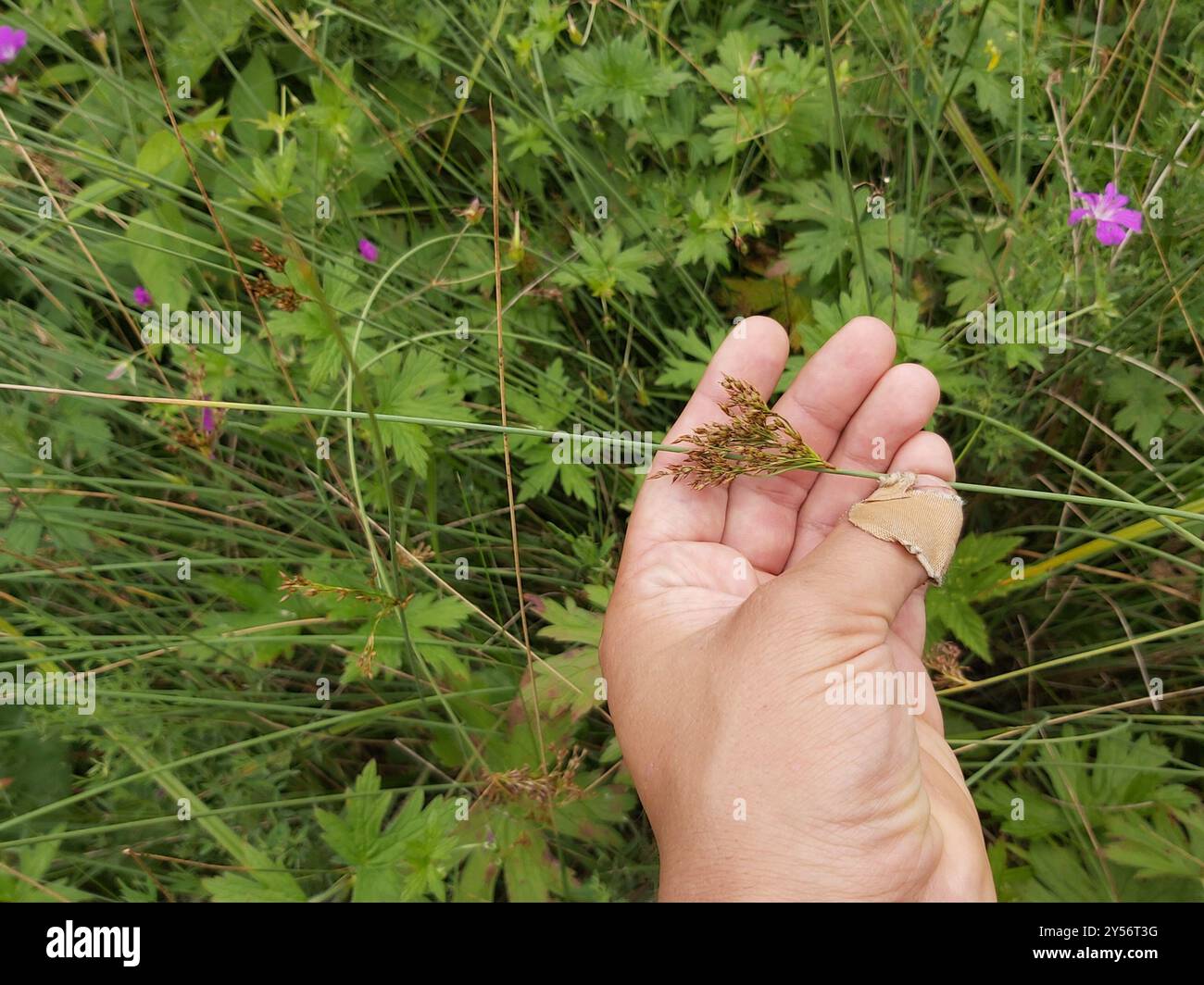 Hard Rush (Juncus inflexus) Plantae Stock Photo - Alamy