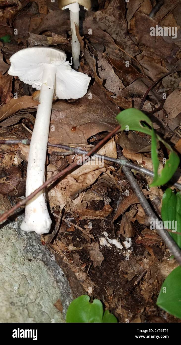 Eastern North American Destroying Angel (Amanita bisporigera) Fungi ...