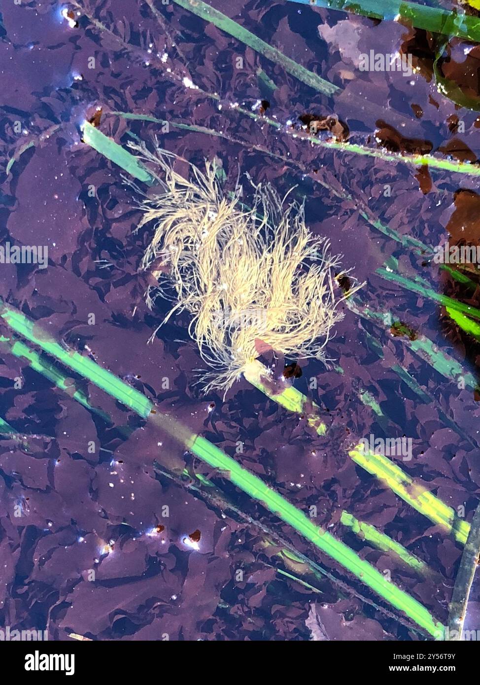 surfgrasses (Phyllospadix) Plantae Stock Photo - Alamy