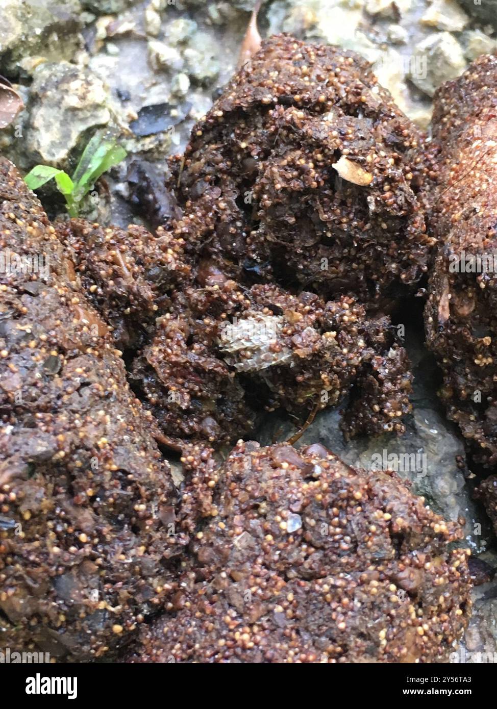 Carnivorans (Carnivora) Mammalia Stock Photo - Alamy