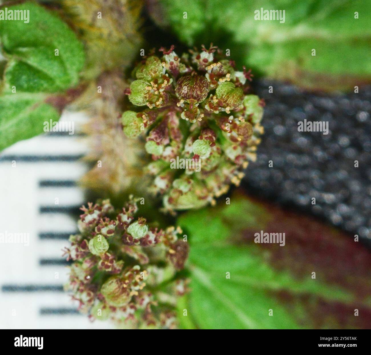 Asthma plant (Euphorbia hirta) Plantae Stock Photo - Alamy