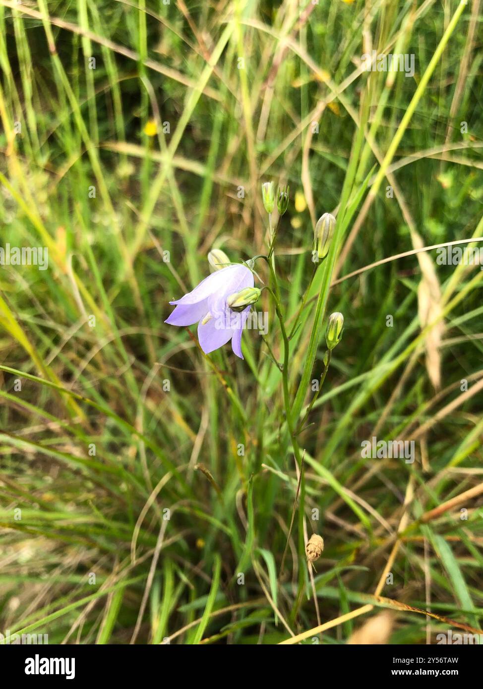 Common Harebell (Campanula rotundifolia) Plantae Stock Photo - Alamy