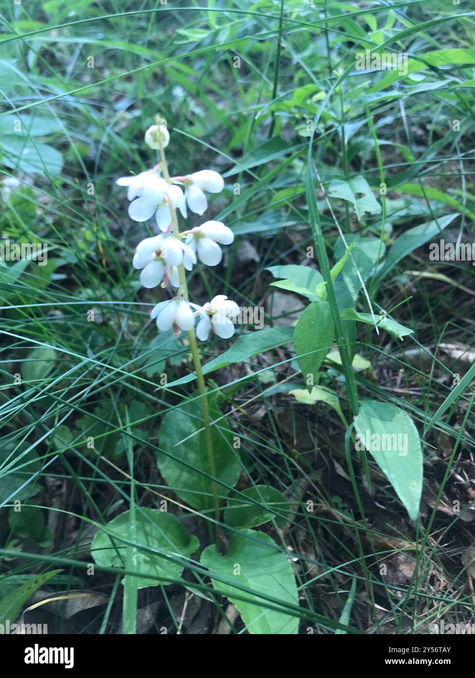 shinleaf (Pyrola elliptica) Plantae Stock Photo - Alamy