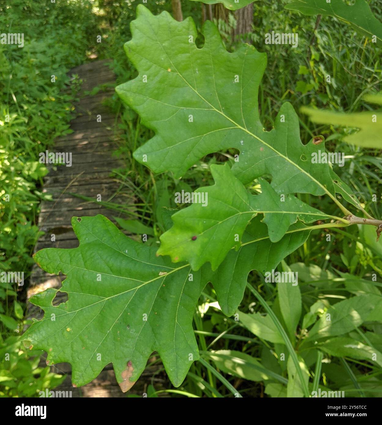bur oak (Quercus macrocarpa) Plantae Stock Photo - Alamy