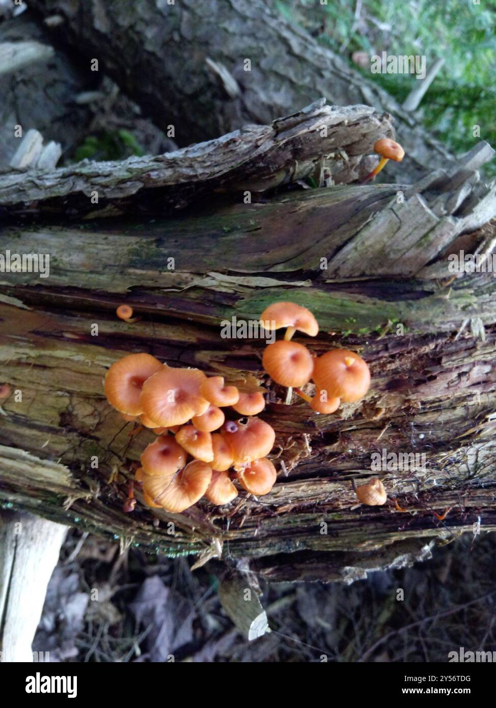 Pinewood Gingertail (Xeromphalina campanella) Fungi Stock Photo - Alamy