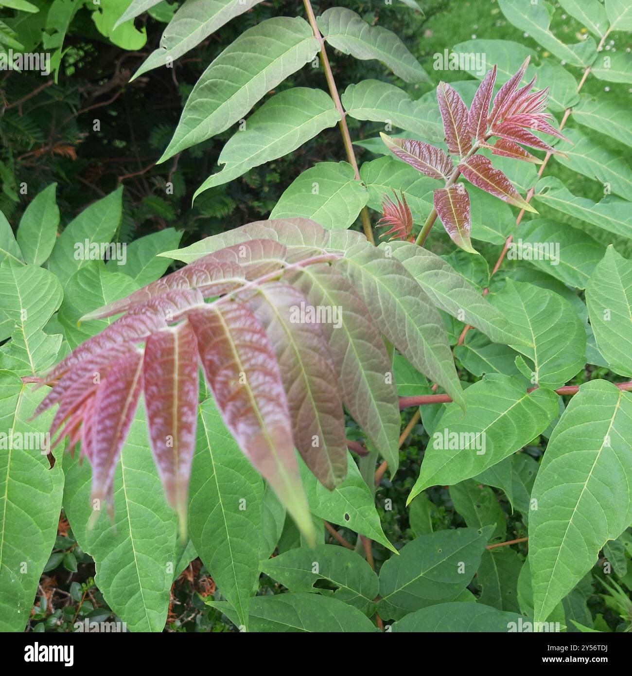 tree-of-heaven (Ailanthus altissima) Plantae Stock Photo - Alamy