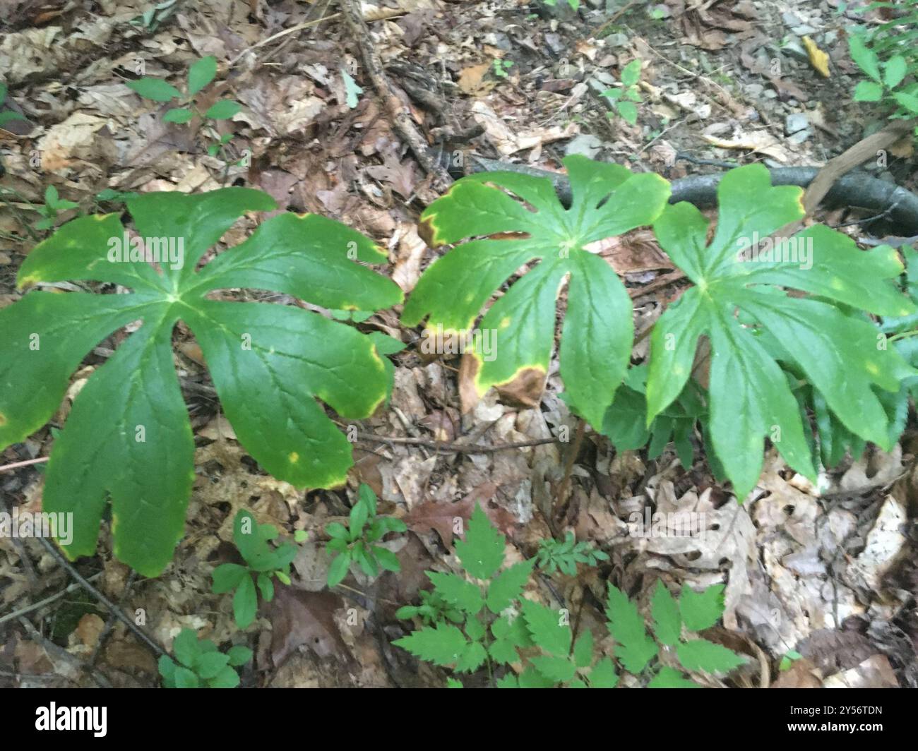 mayapple (Podophyllum peltatum) Plantae Stock Photo - Alamy
