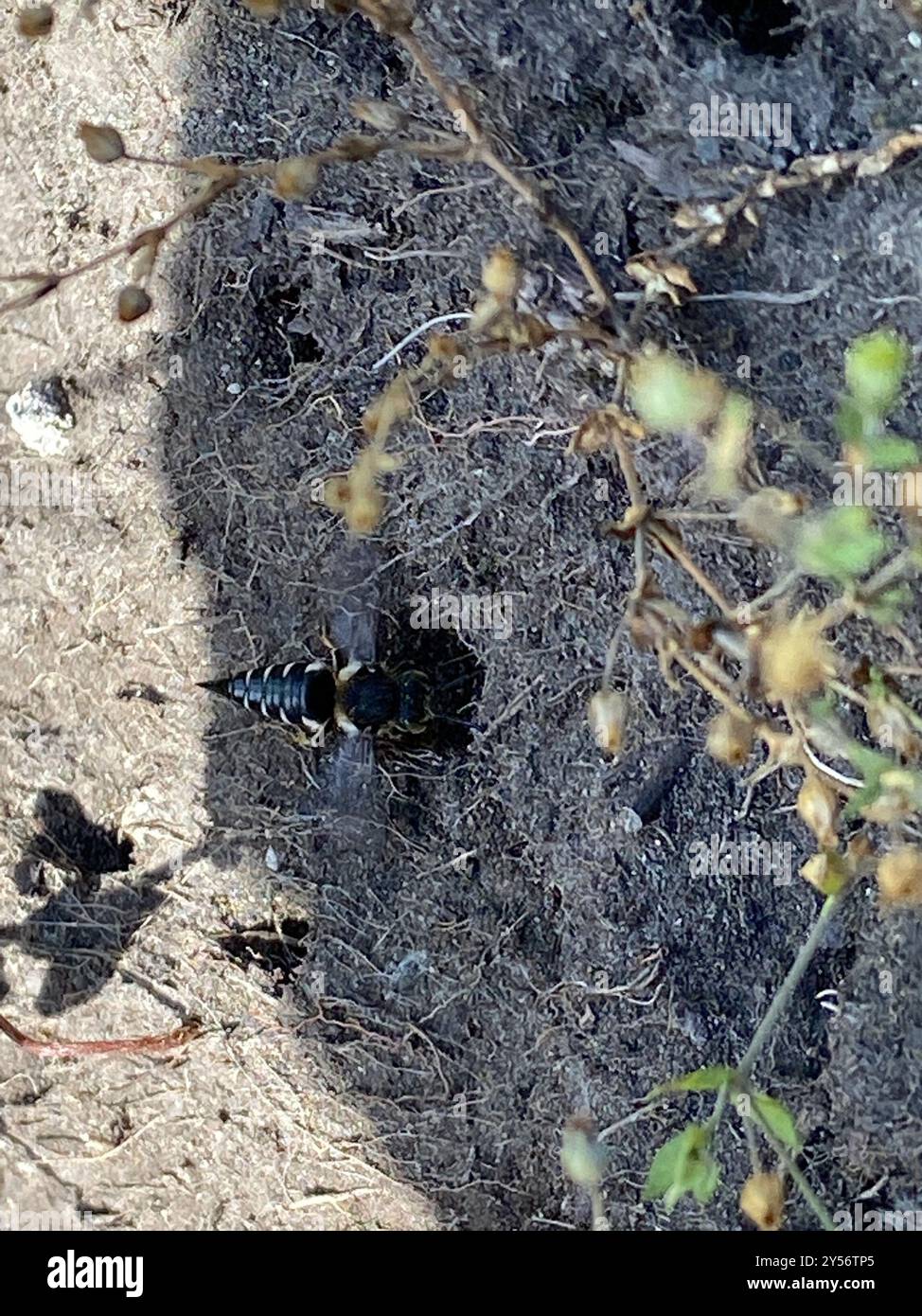 Sharptail Bees (Coelioxys) Insecta Stock Photo - Alamy