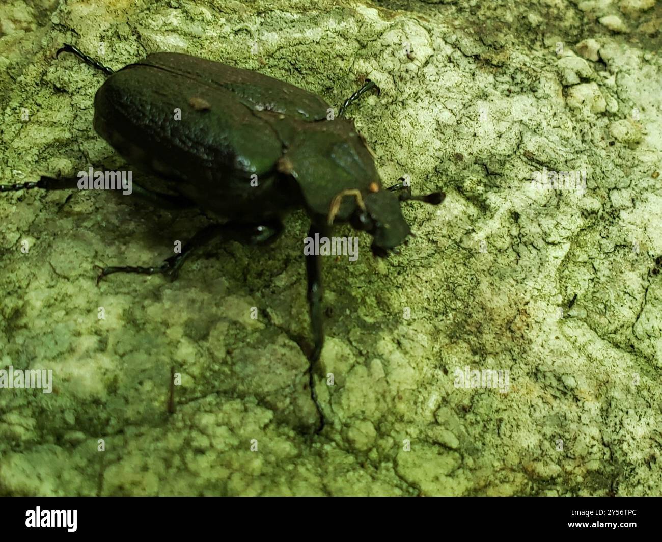 Rough Hermit Beetle (Osmoderma scabra) Insecta Stock Photo - Alamy