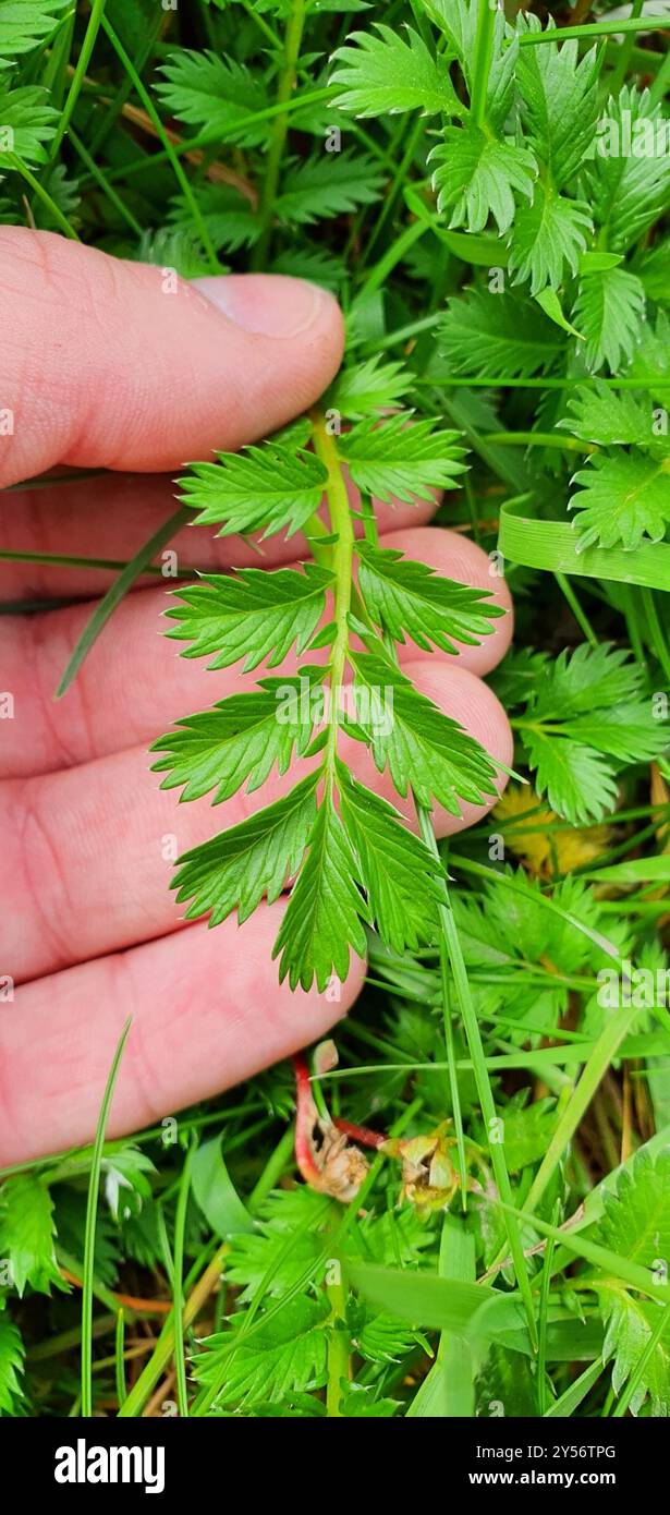 common silverweed (Argentina anserina) Plantae Stock Photo - Alamy
