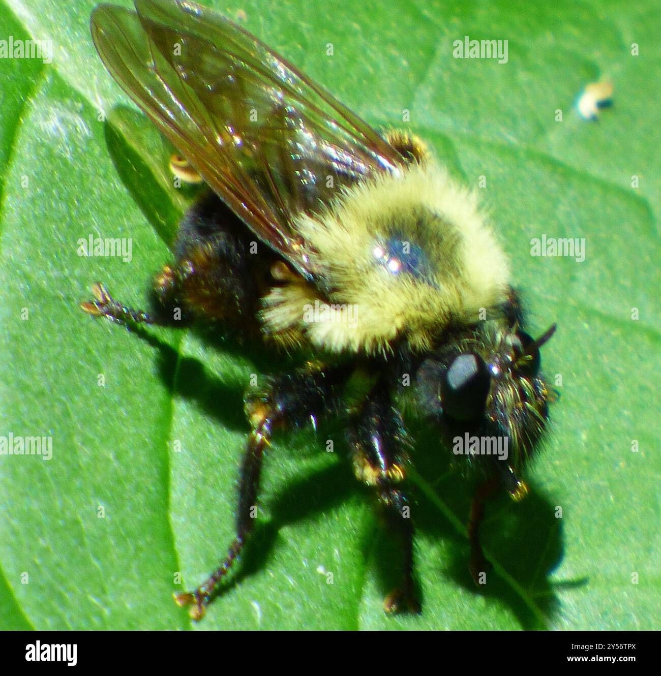 Eastern Yellow-backed Laphria (Laphria thoracica) Insecta Stock Photo ...