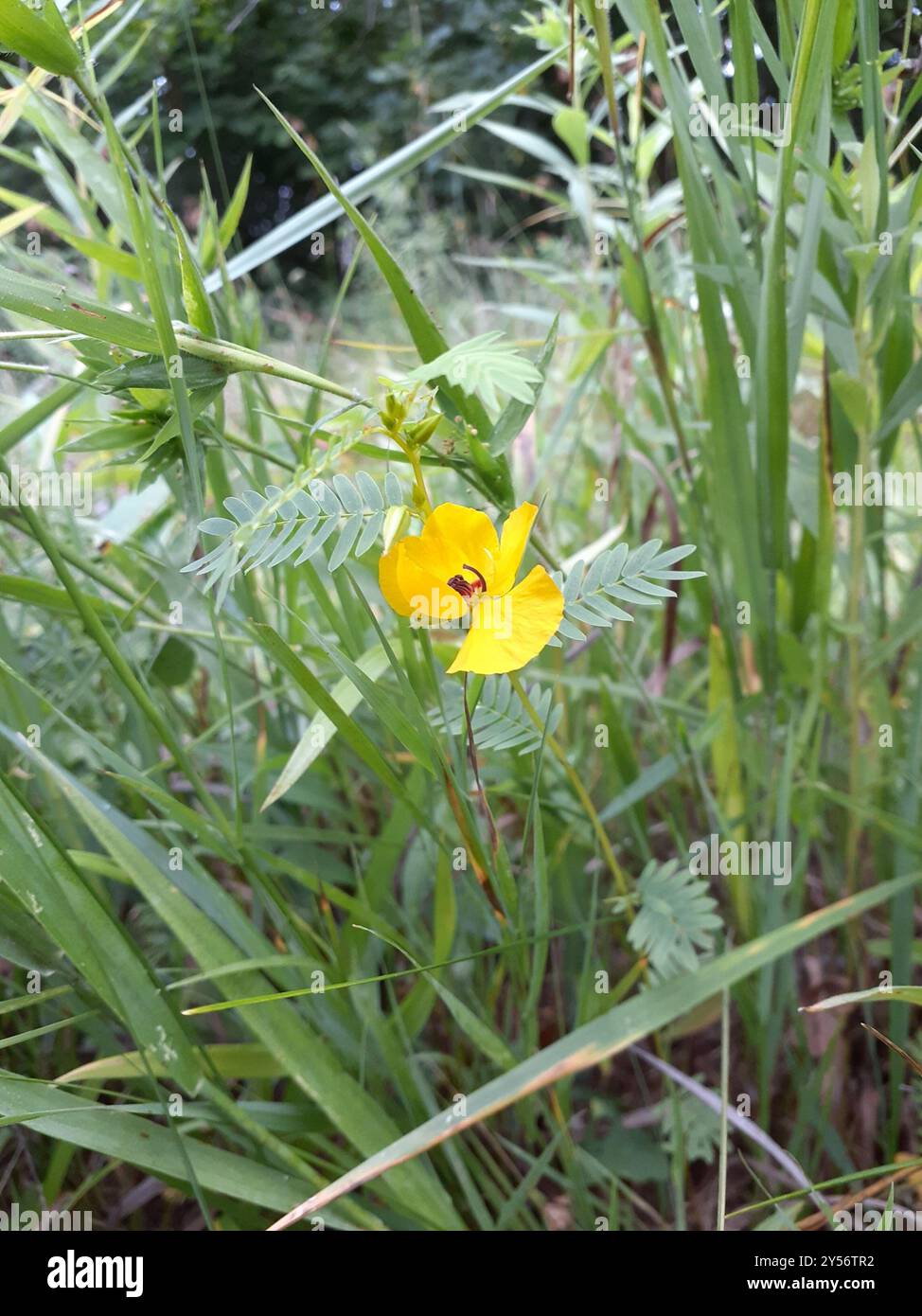 partridge pea (Chamaecrista fasciculata) Plantae Stock Photo - Alamy