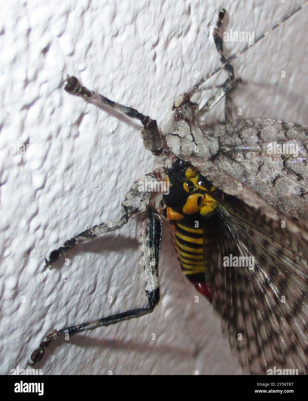 Common Bark Katydid (Cymatomera denticollis) Insecta Stock Photo - Alamy