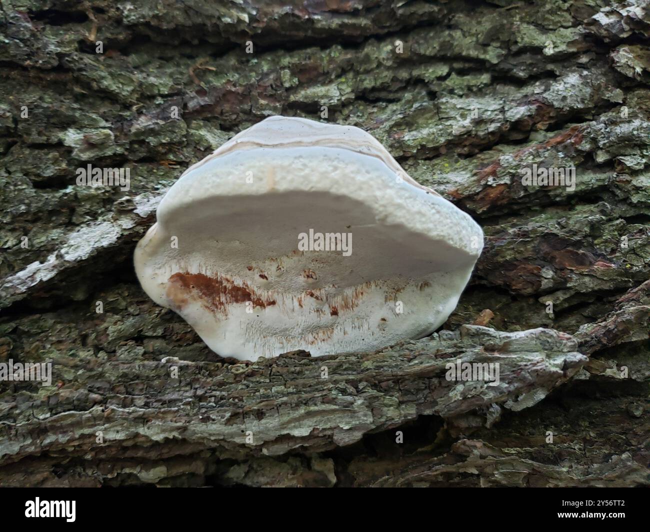 Hoof Fungus (Fomes fomentarius) Fungi Stock Photo - Alamy