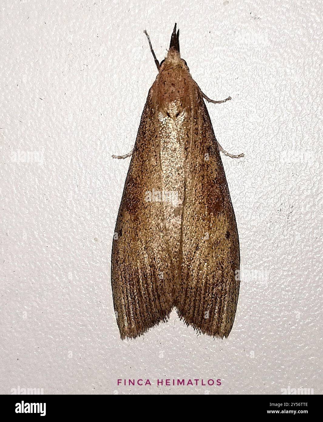 Knot-horn Moths (Phycitinae) Insecta Stock Photo - Alamy