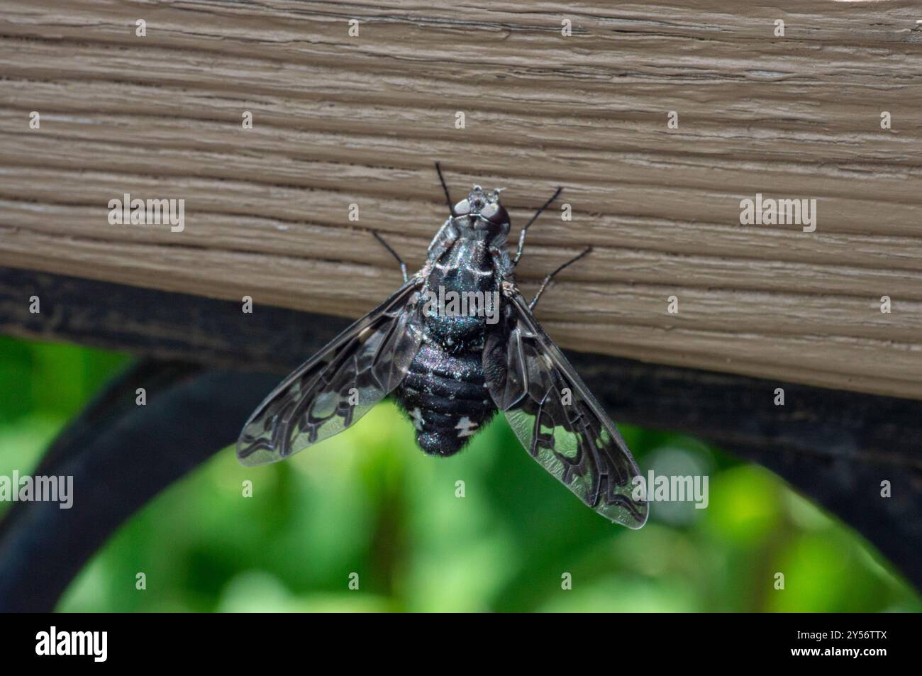 Tiger Bee Fly (Xenox tigrinus) Insecta Stock Photo - Alamy