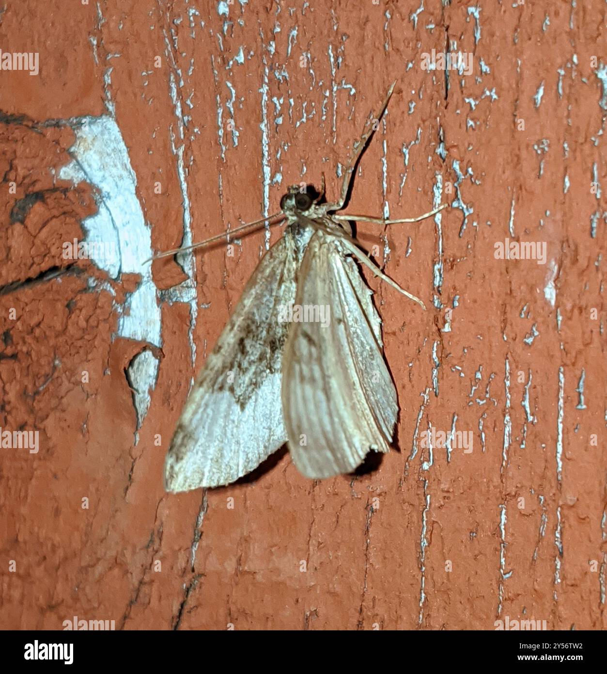 Geometer Moths (Geometridae) Insecta Stock Photo - Alamy