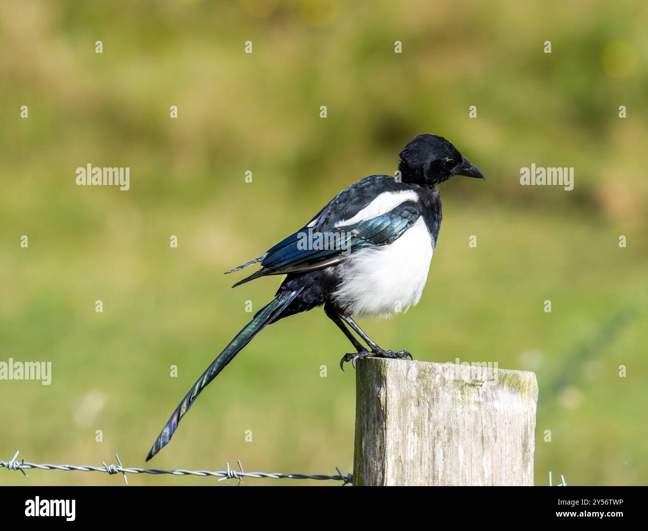 A Magpie, Pica pica near Sheringham in norfolk, UK Stock Photo - Alamy