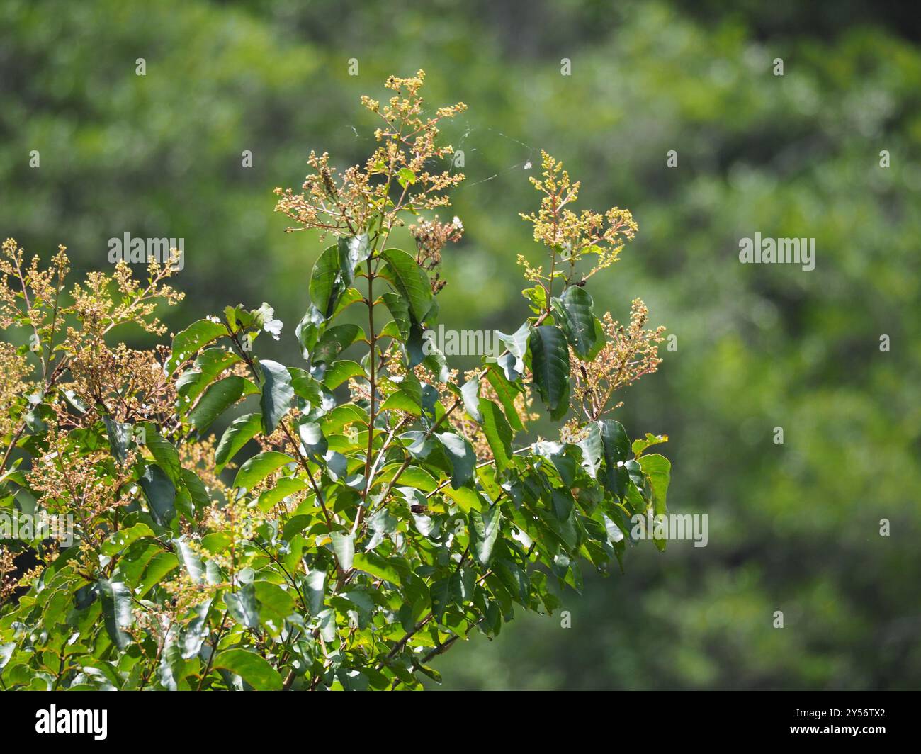 Subcostate Crape Myrtle (Lagerstroemia subcostata) Plantae Stock Photo ...
