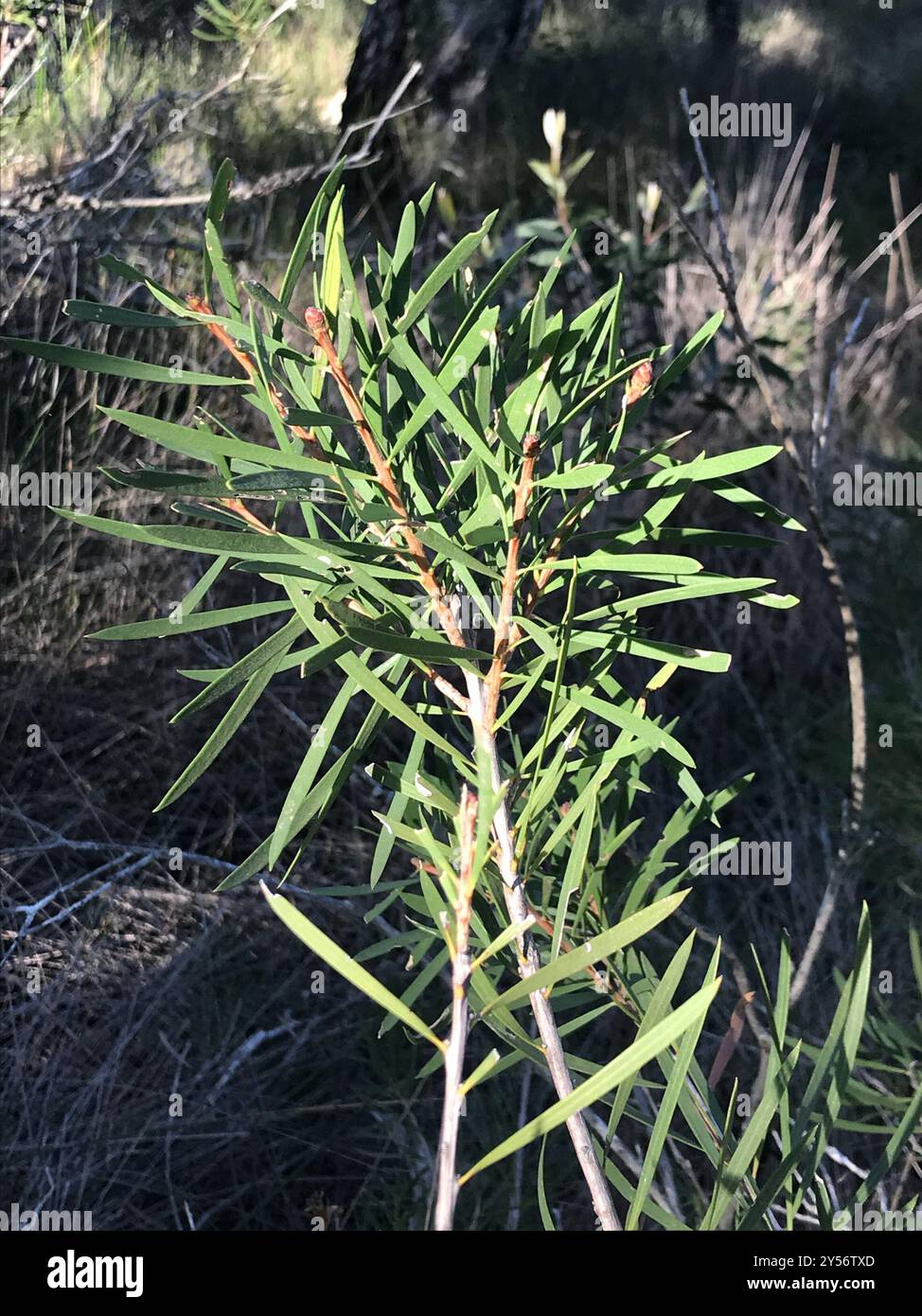 Wallum Bottlebrush (Melaleuca pachyphylla) Plantae Stock Photo - Alamy