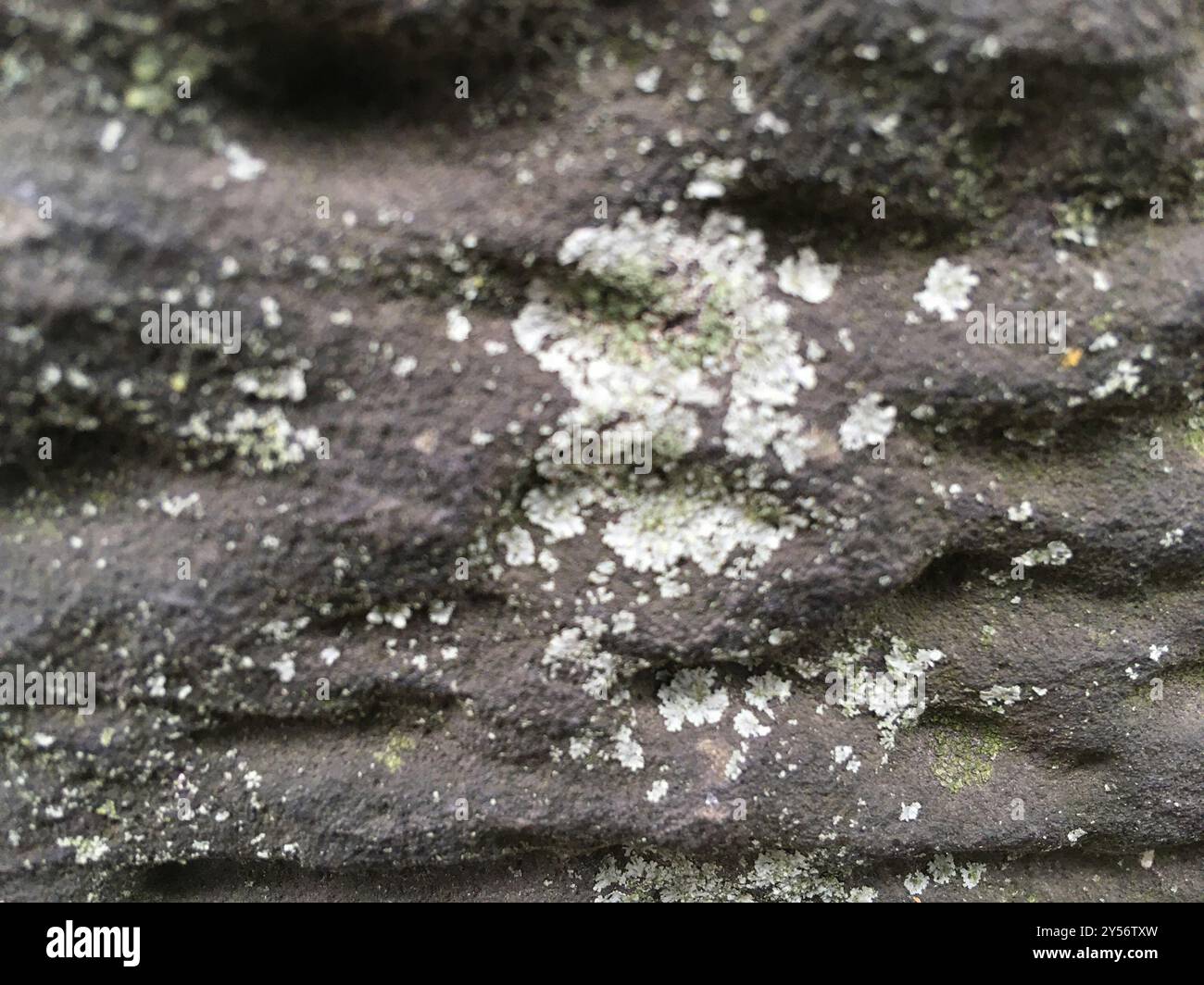 common lichens (Lecanoromycetes) Fungi Stock Photo - Alamy