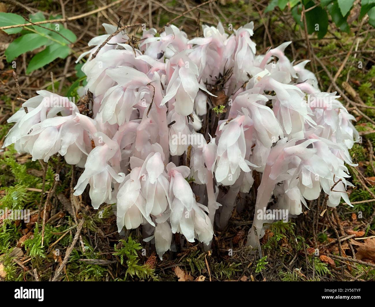 Ghost Pipe (Monotropa uniflora) Plantae Stock Photo - Alamy