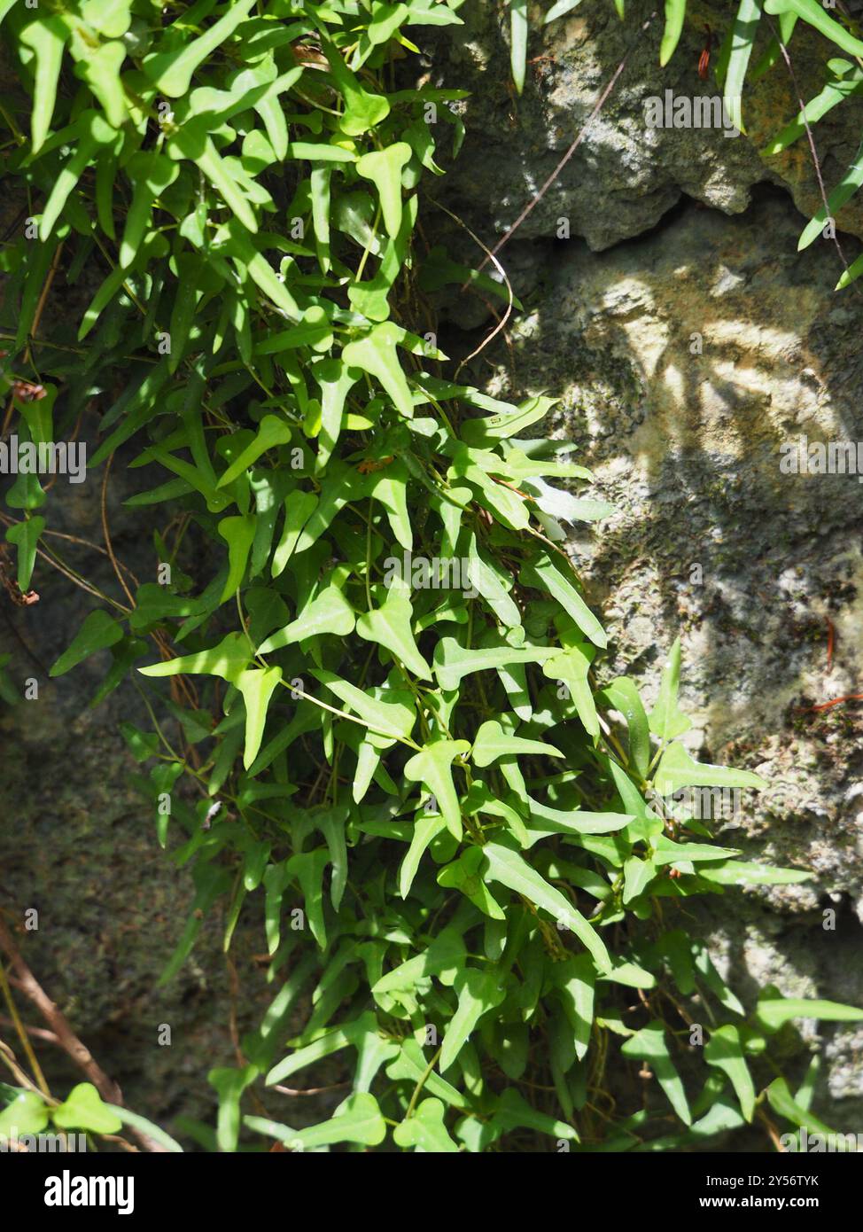 skunk vine (Paederia foetida) Plantae Stock Photo - Alamy