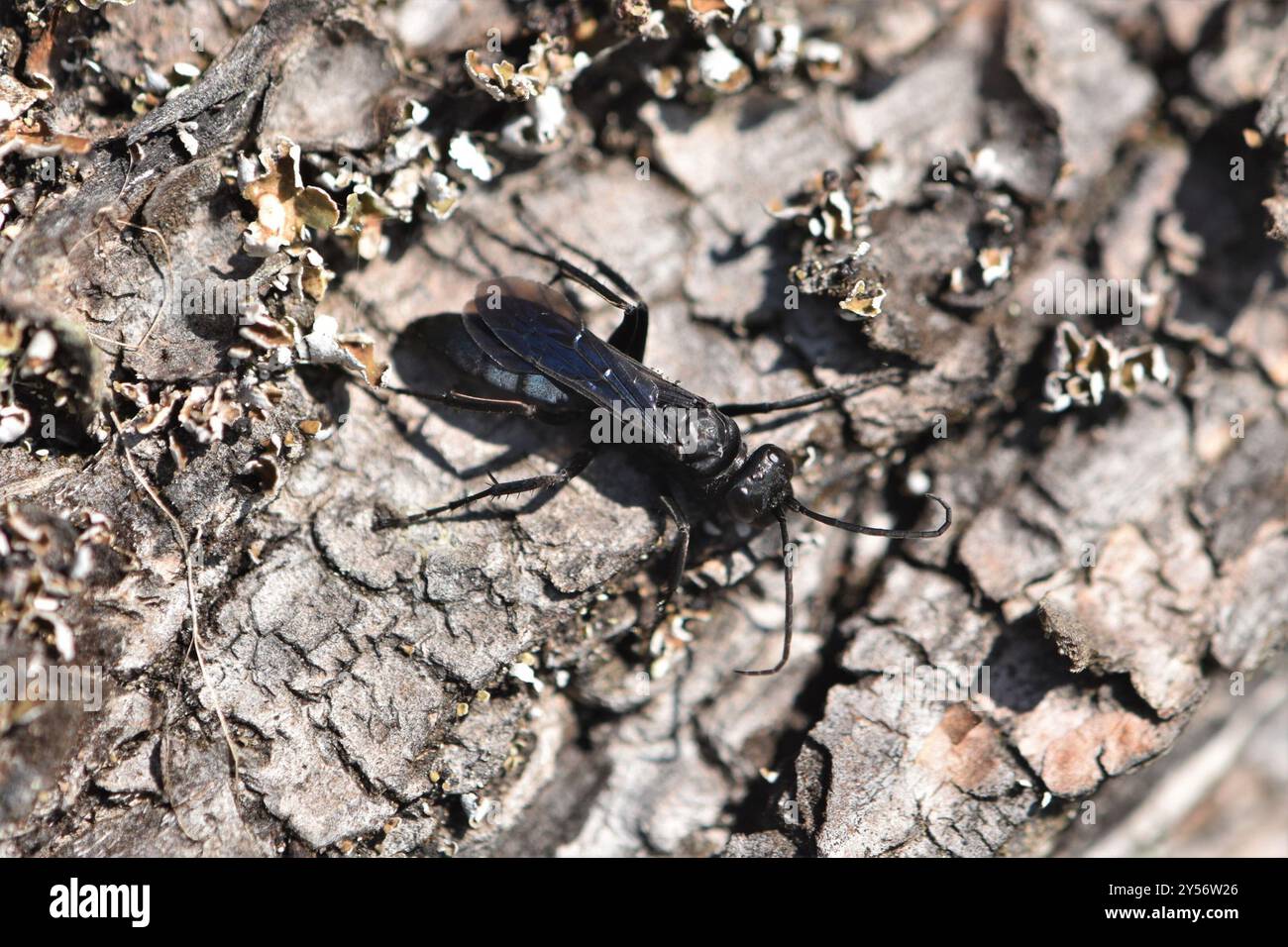 Spider Wasps (Pompilidae) Insecta Stock Photo - Alamy