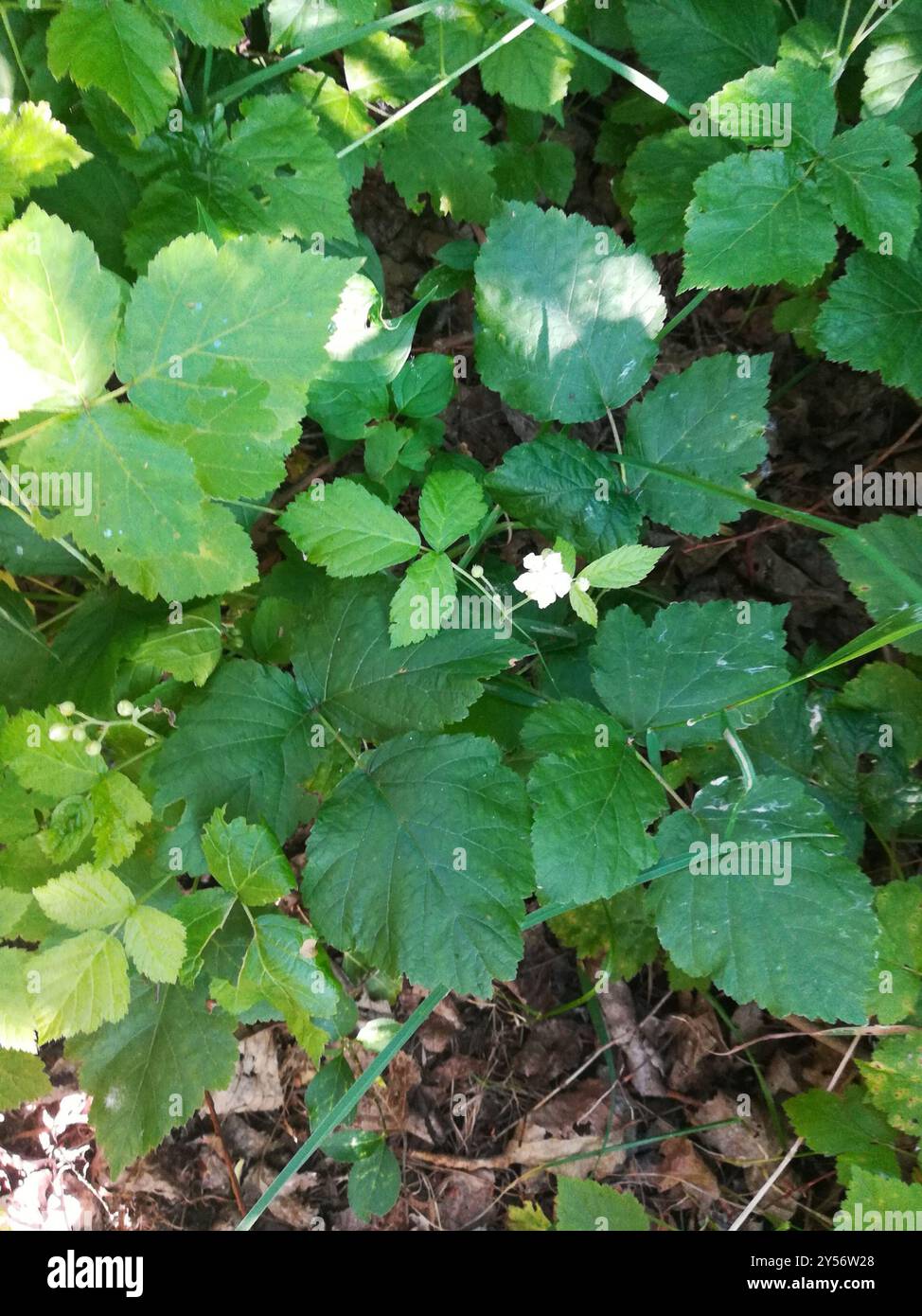 European dewberry (Rubus caesius) Plantae Stock Photo - Alamy