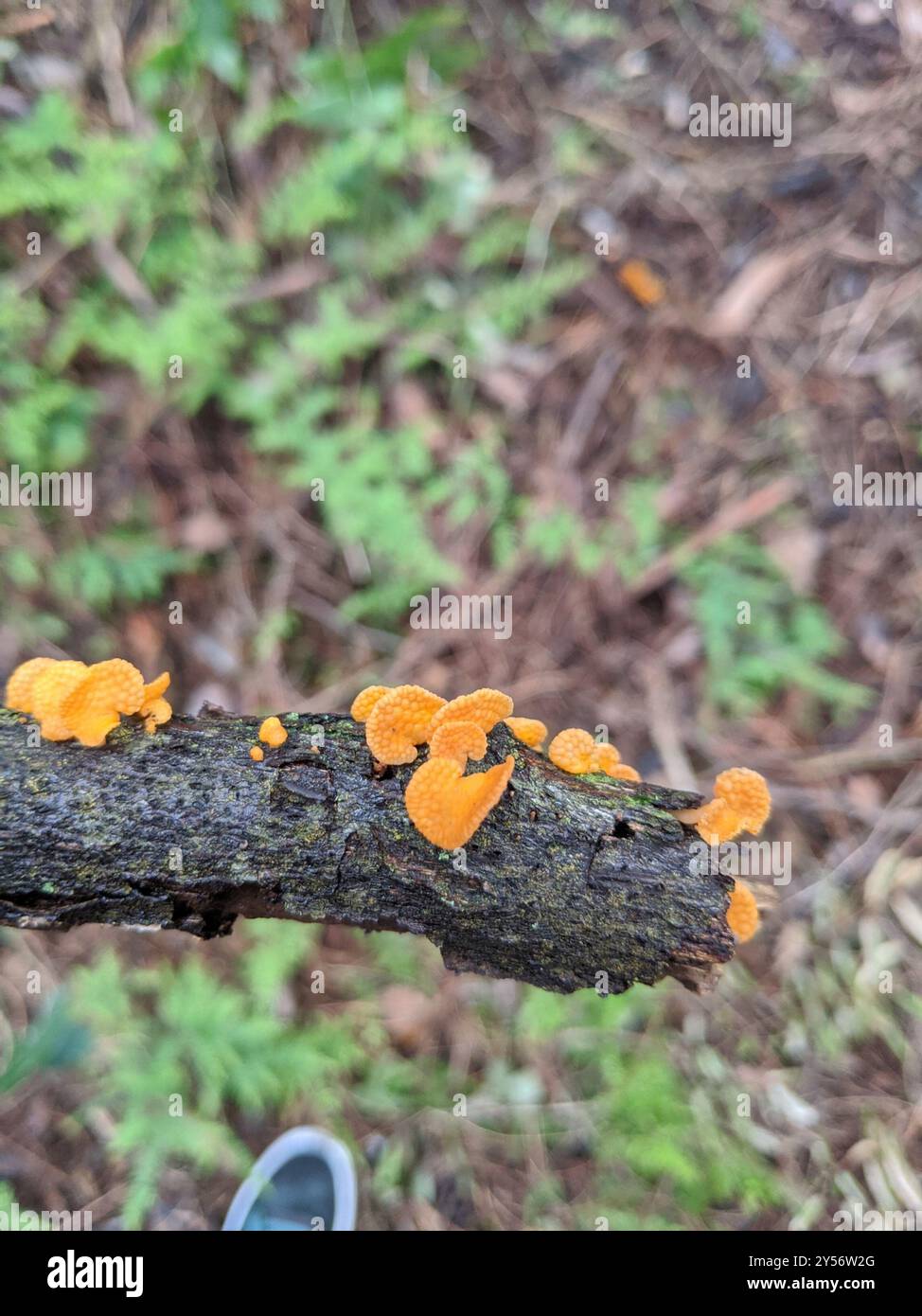 orange pore fungus (Favolaschia claudopus) Fungi Stock Photo - Alamy