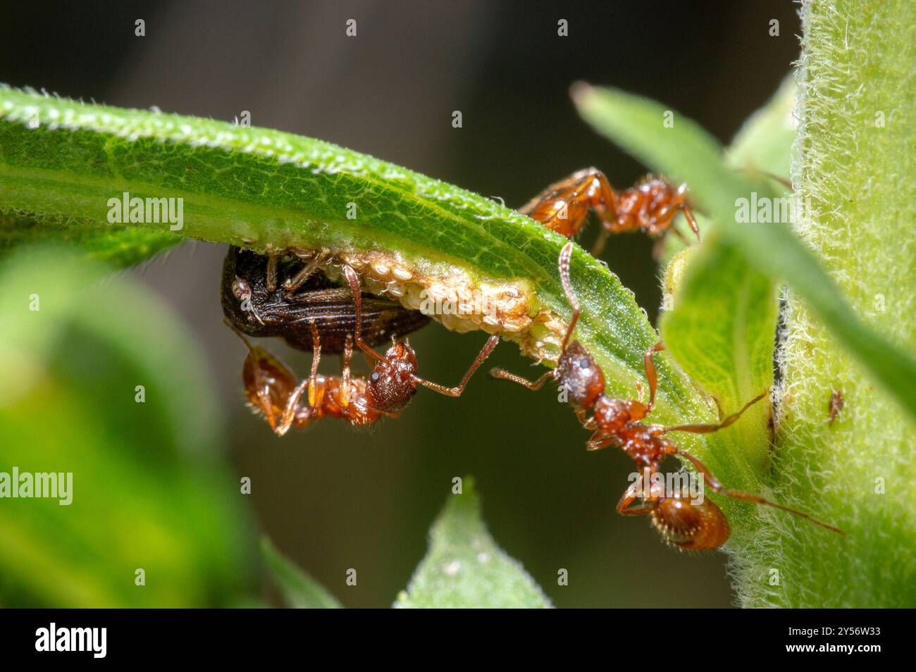 Aster Treehopper (Publilia concava) Insecta Stock Photo - Alamy