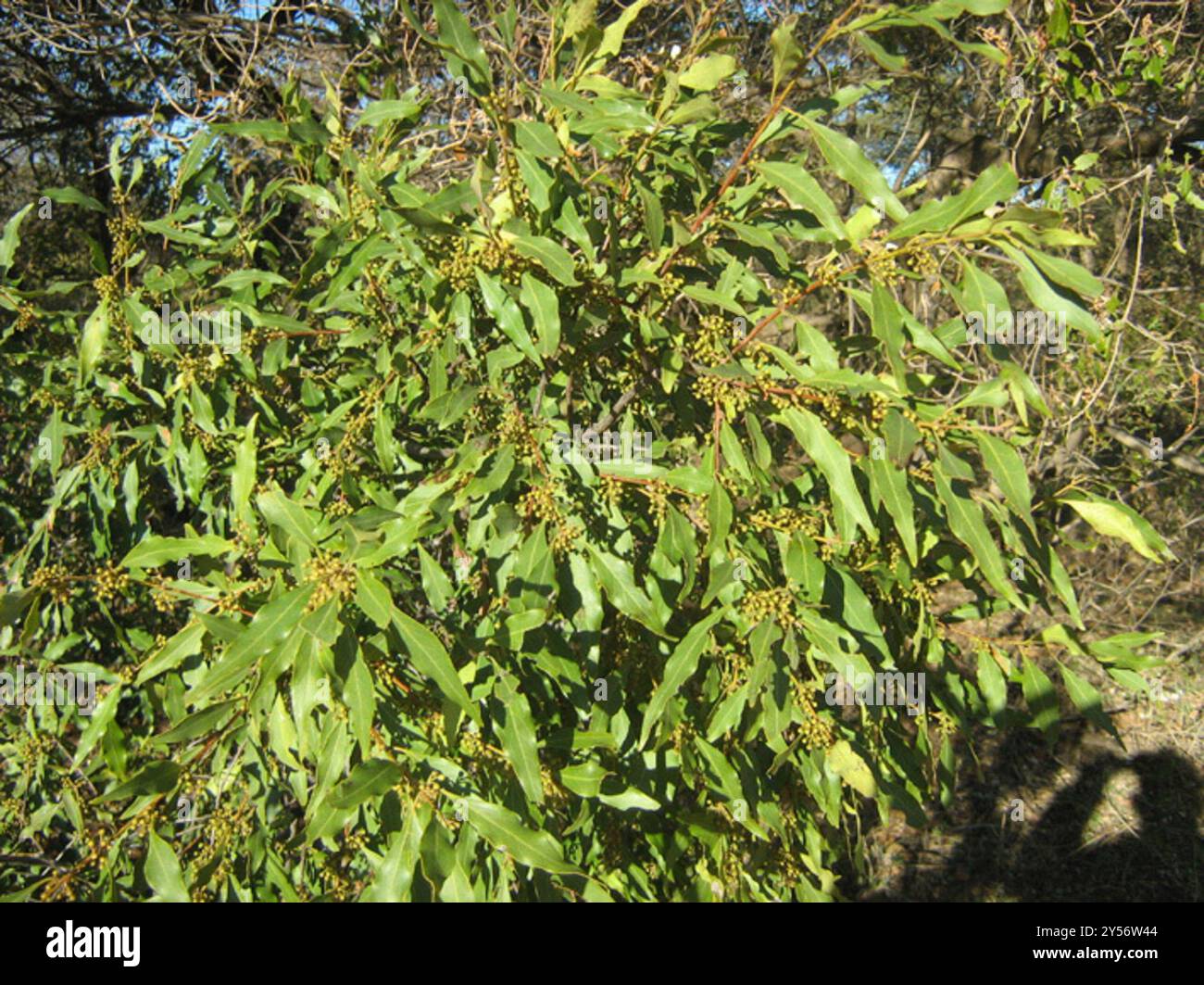 Magic Gwarrie (Euclea divinorum) Plantae Stock Photo - Alamy
