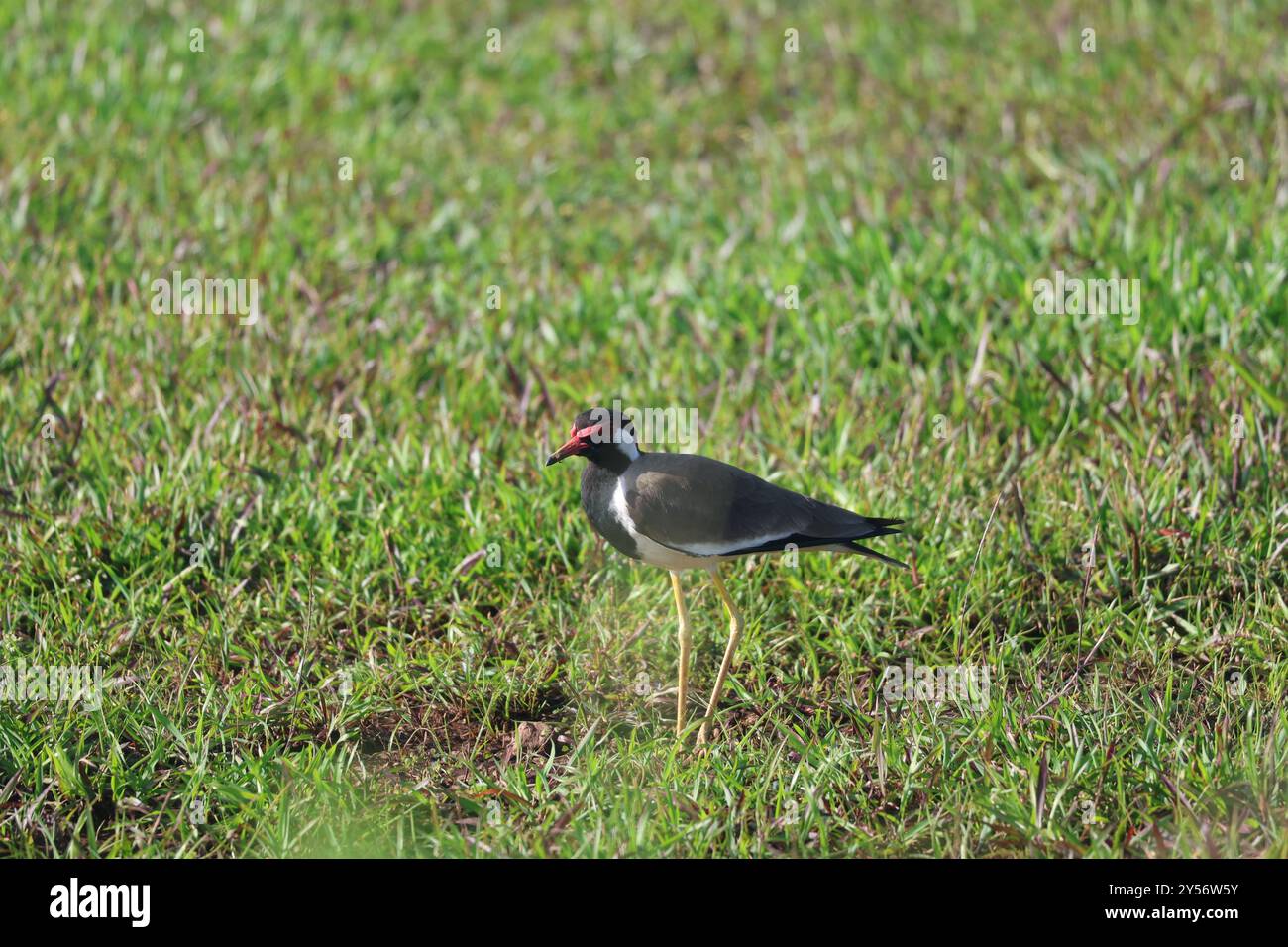 RED WATTLED LAPWING Stock Photo - Alamy