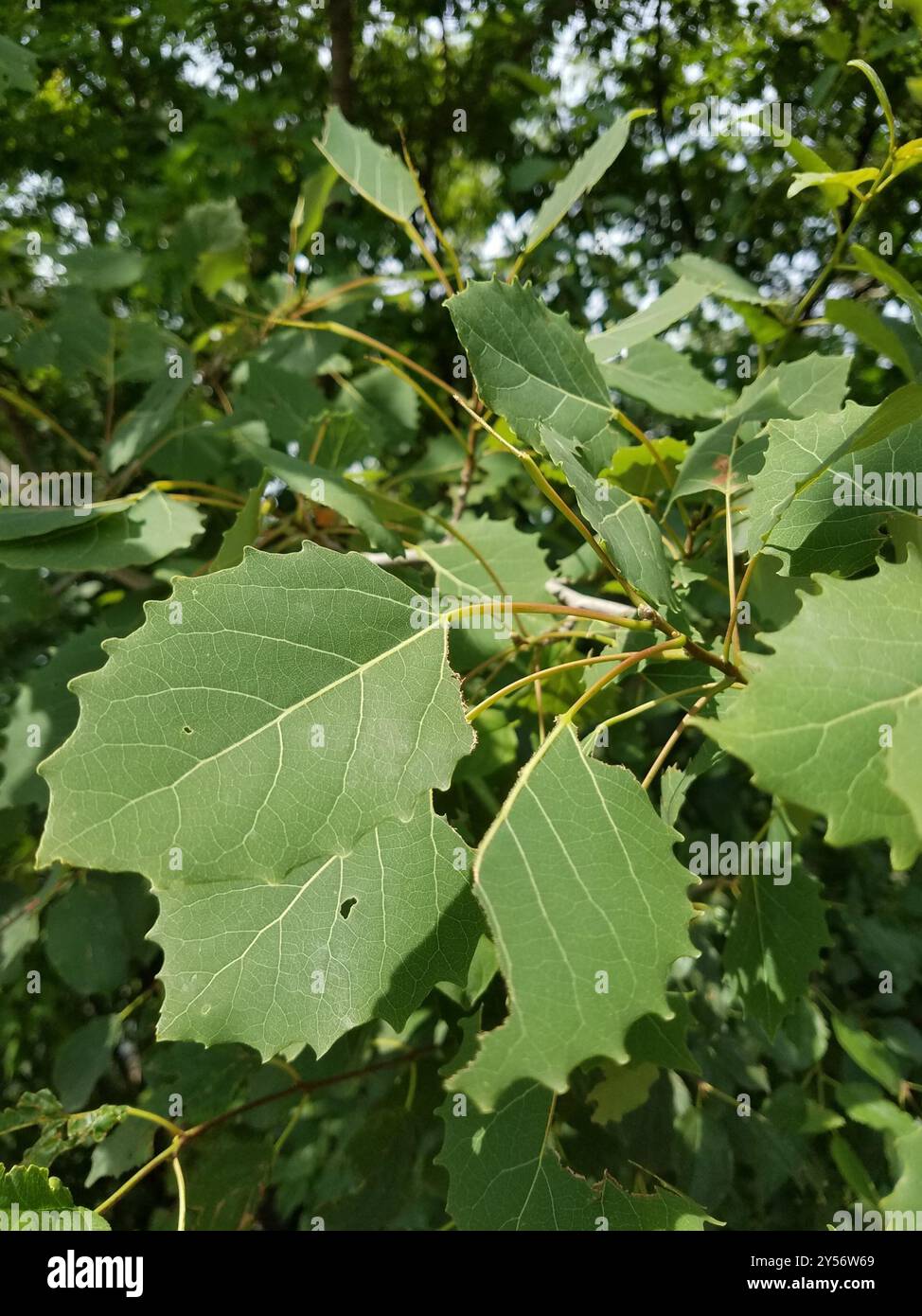 bigtooth aspen (Populus grandidentata) Plantae Stock Photo - Alamy