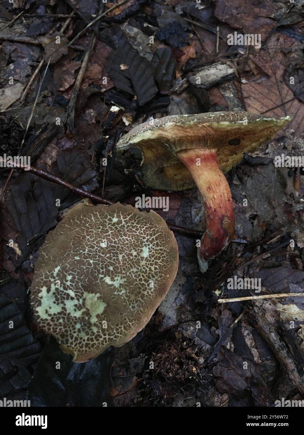 Red-cracking Bolete (Xerocomellus chrysenteron) Fungi Stock Photo - Alamy