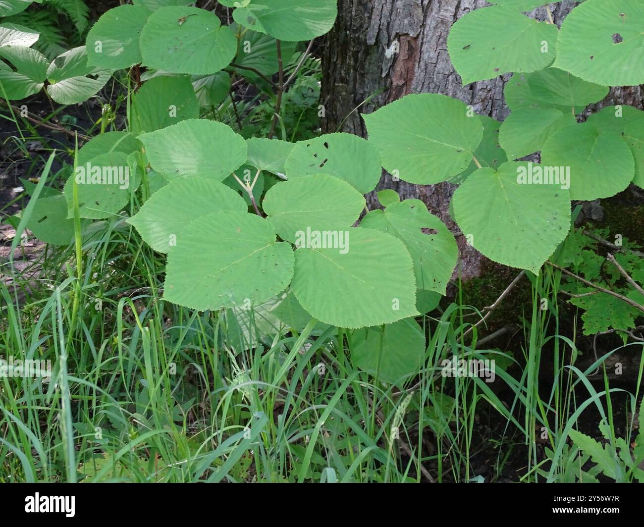 hobblebush (Viburnum lantanoides) Plantae Stock Photo - Alamy