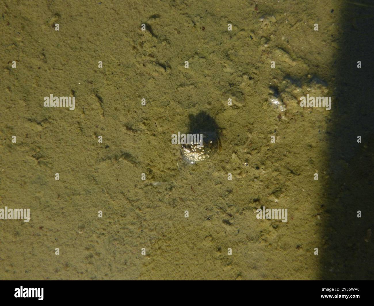 Big-eared Radix (Radix auricularia) Mollusca Stock Photo - Alamy