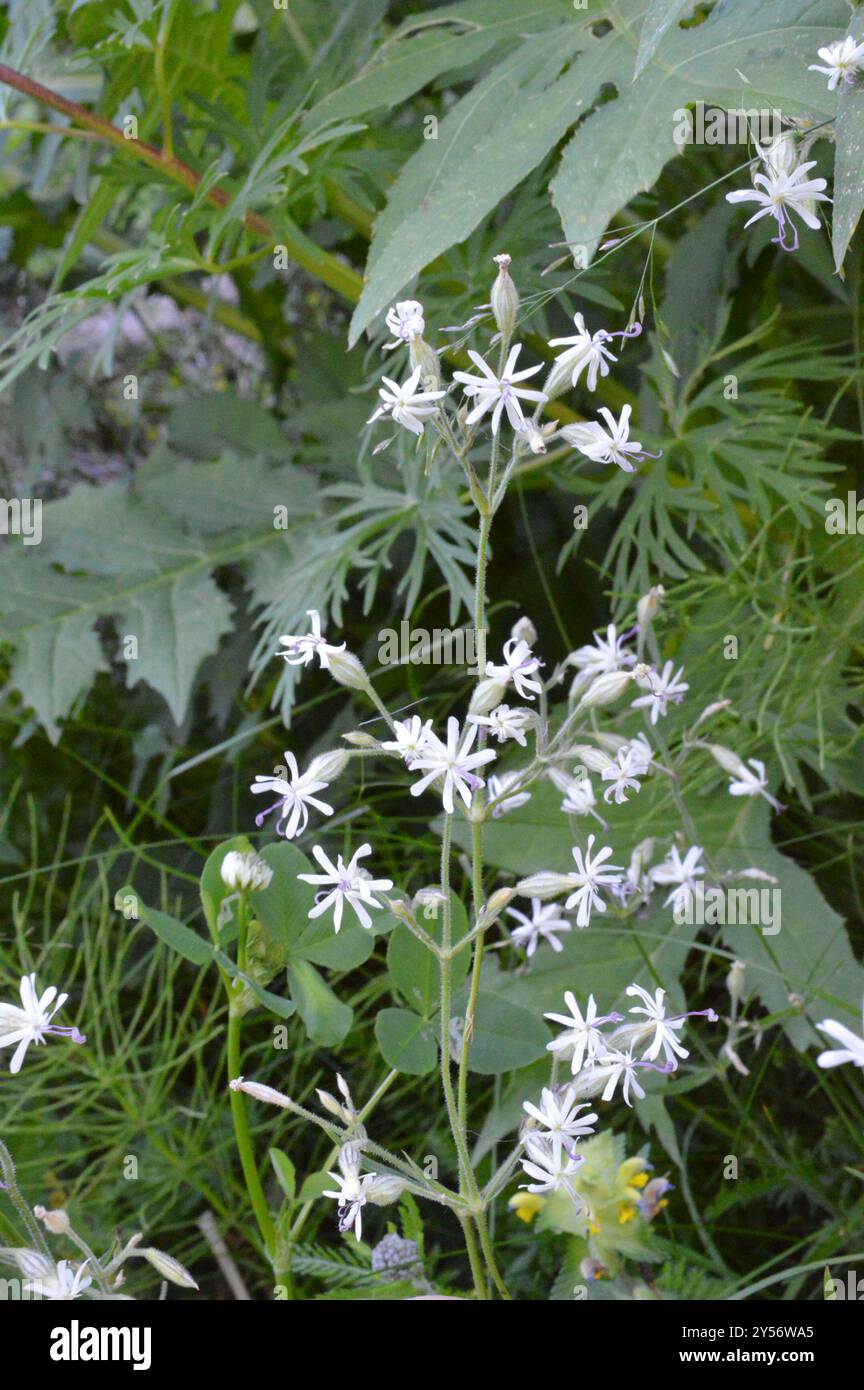 Nottingham Catchfly (Silene nutans) Plantae Stock Photo - Alamy