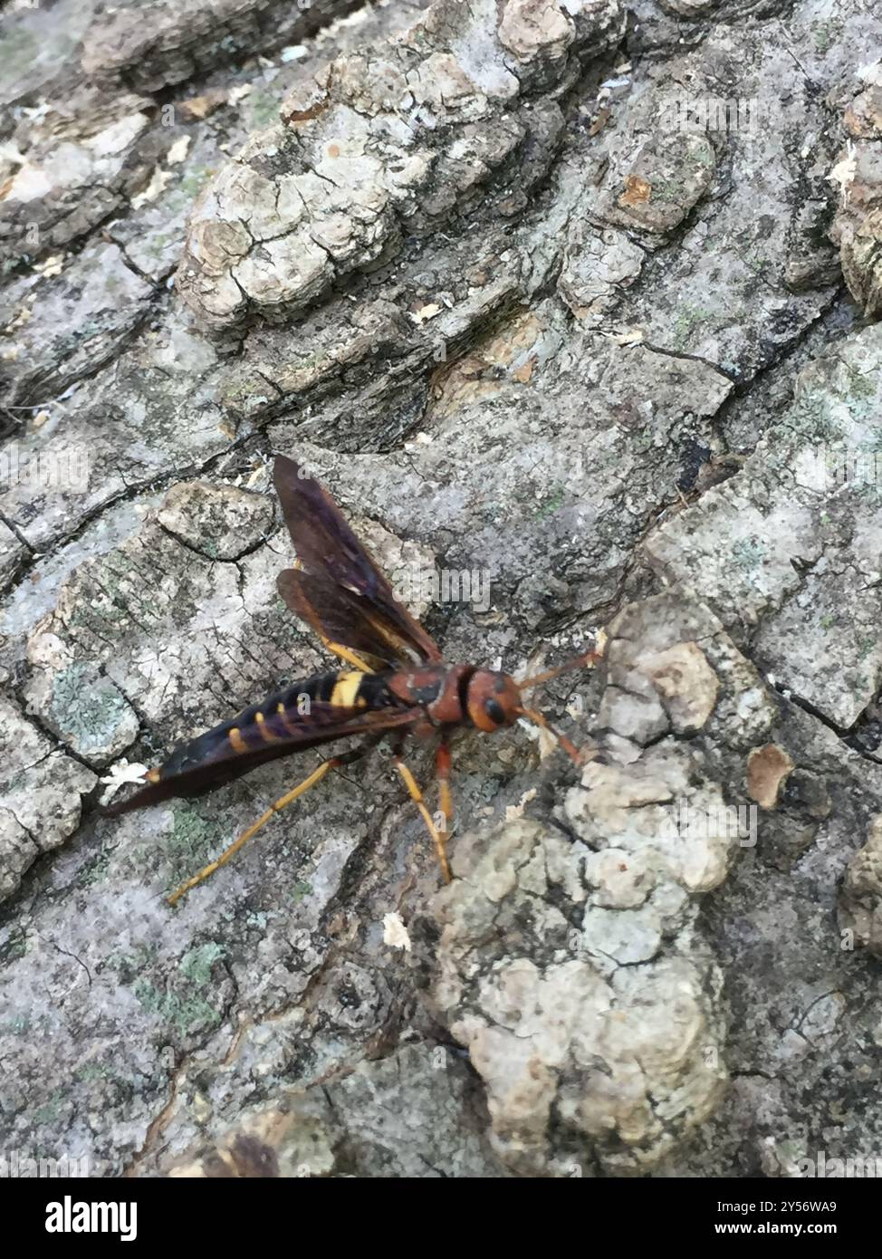 Pigeon Horntail (Tremex columba) Insecta Stock Photo - Alamy
