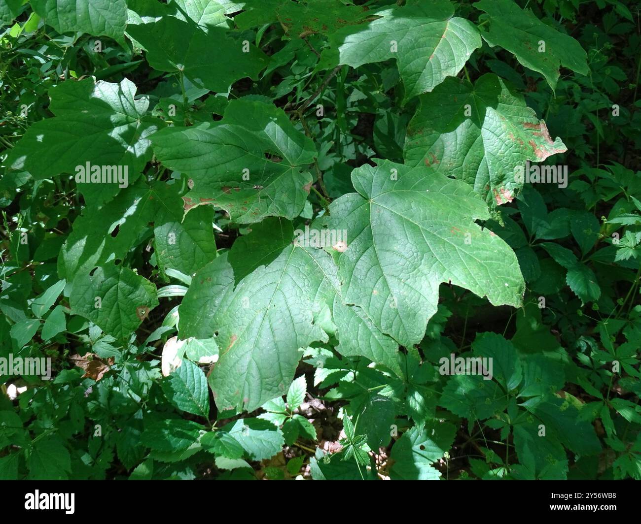black maple (Acer nigrum) Plantae Stock Photo - Alamy