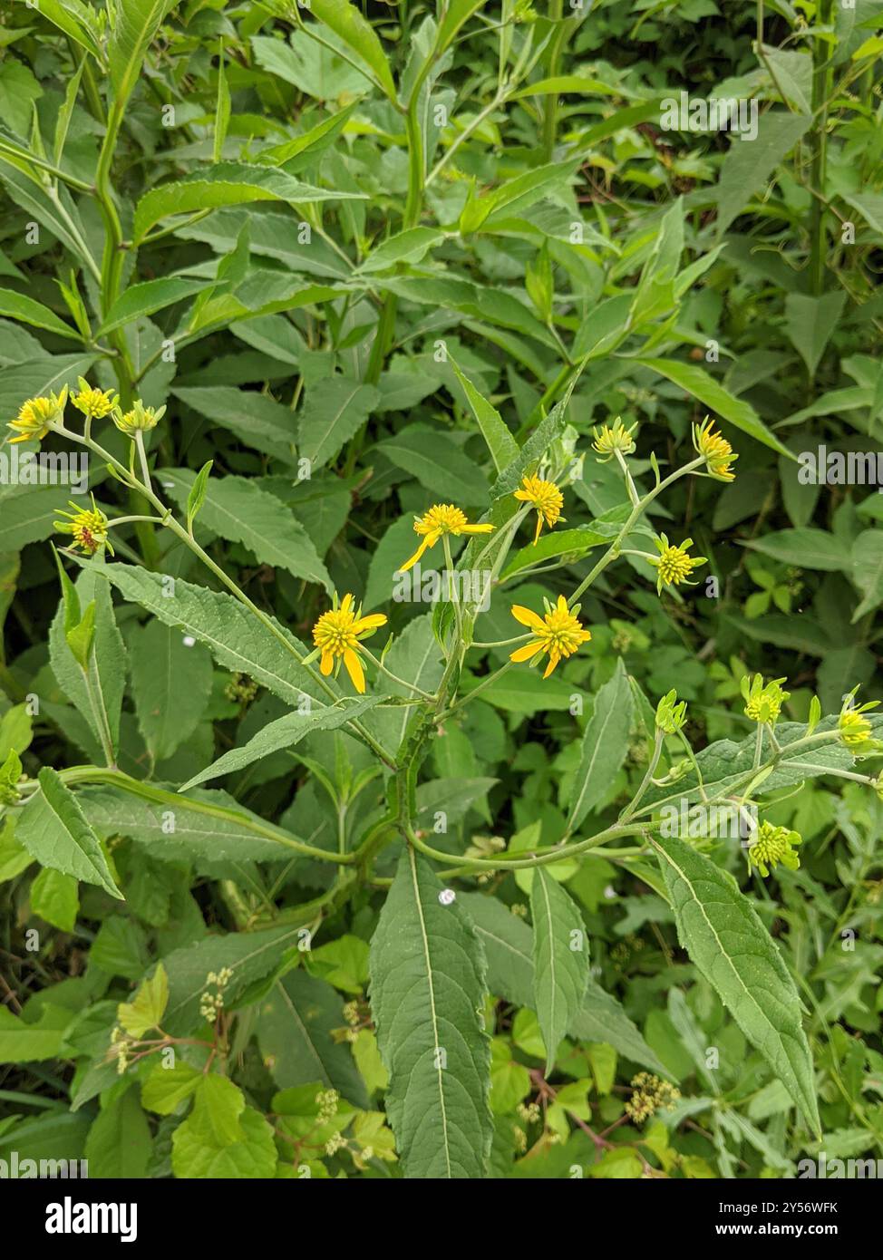 Wingstem (Verbesina alternifolia) Plantae Stock Photo - Alamy