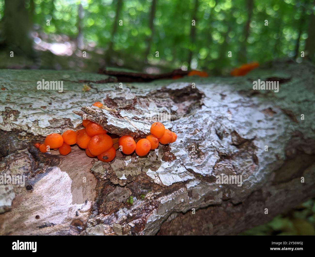 orange mycena (Mycena leaiana) Fungi Stock Photo - Alamy
