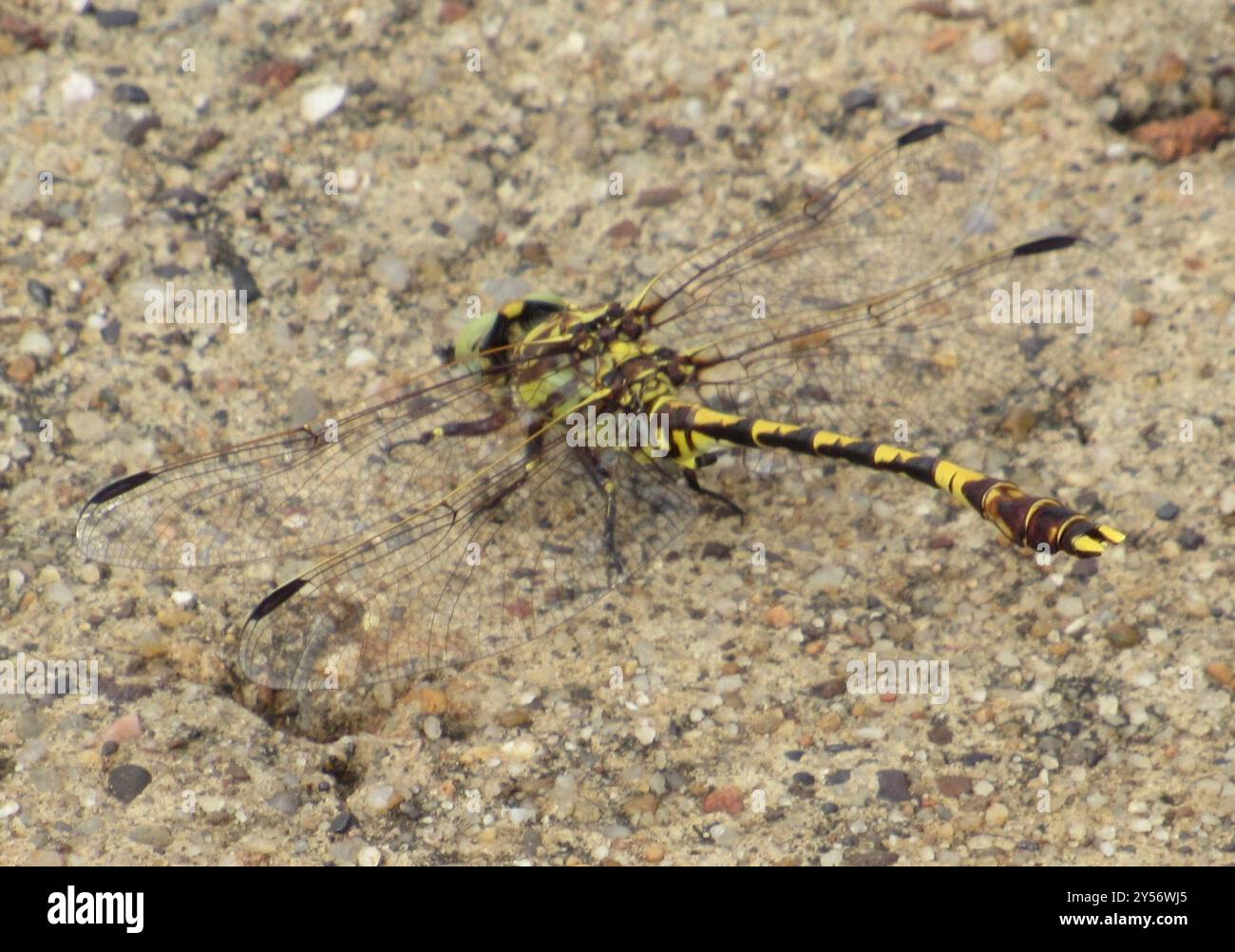 Common Sanddragon (Progomphus obscurus) Insecta Stock Photo - Alamy