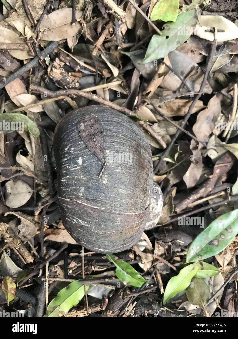 Island Apple Snail (Pomacea maculata) Mollusca Stock Photo - Alamy
