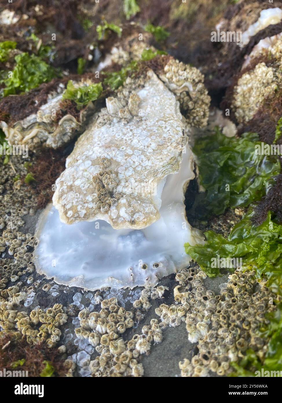 Pacific Oyster (Magallana gigas) Mollusca Stock Photo - Alamy