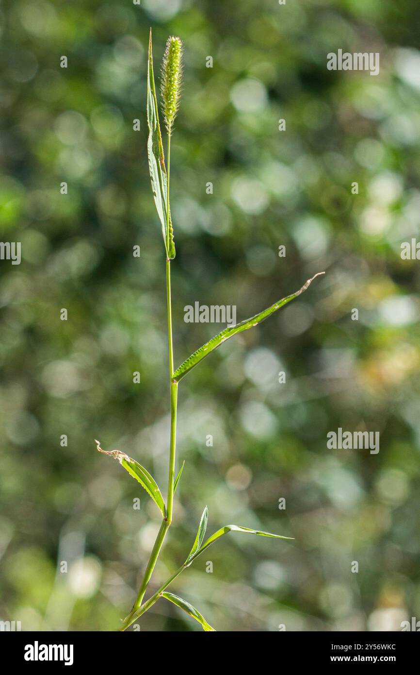 Green Bristle Grass (Setaria viridis) Plantae Stock Photo - Alamy
