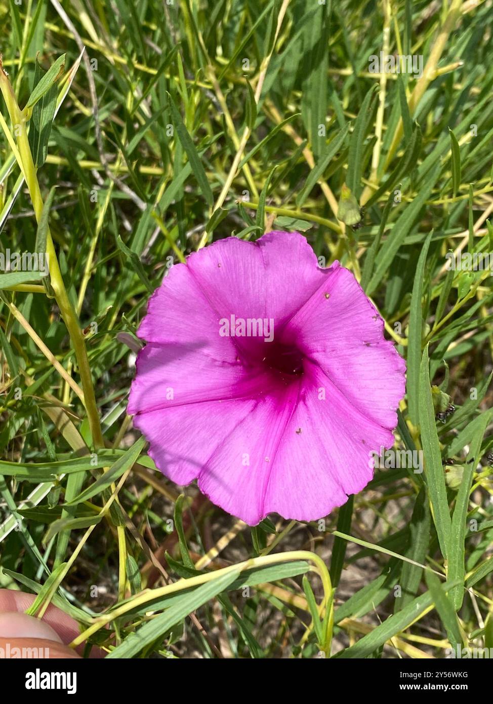 Bush Morning-glory (Ipomoea leptophylla) Plantae Stock Photo - Alamy