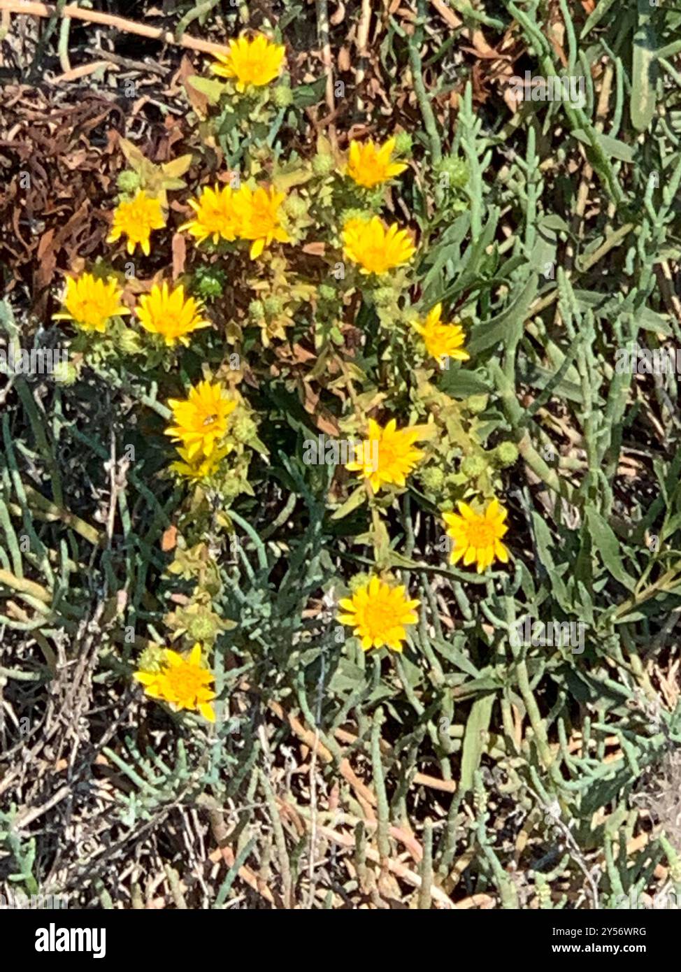 Oregon Gumplant (Grindelia stricta) Plantae Stock Photo - Alamy