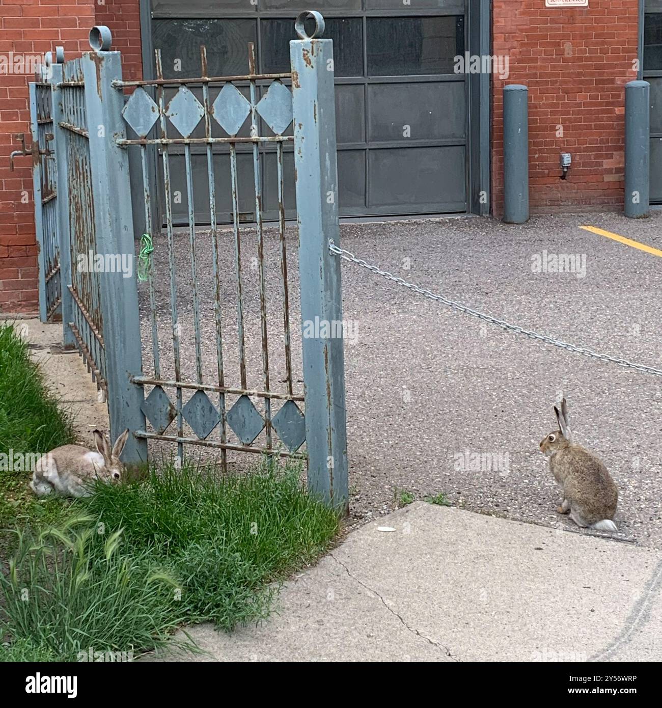 White-tailed Jackrabbit (Lepus townsendii) Mammalia Stock Photo - Alamy